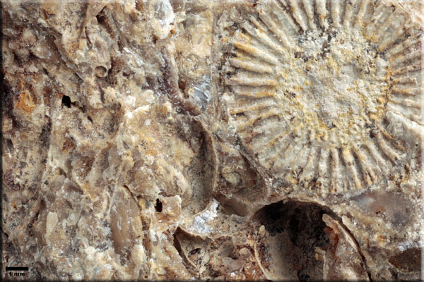 Cortona Limestone – Stone Journal